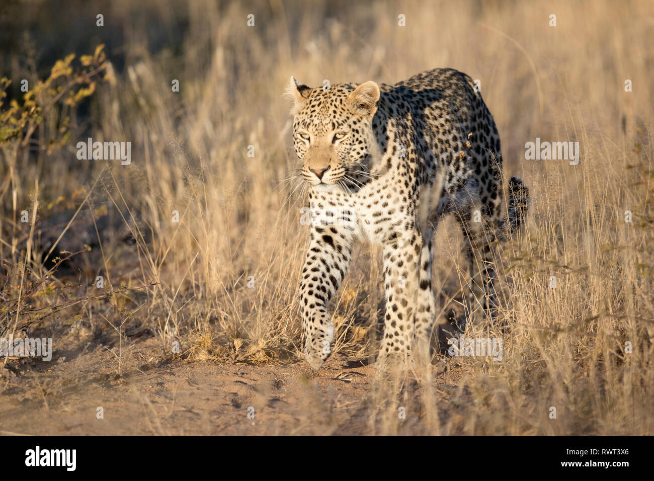 Leopard in morning light hi-res stock photography and images - Alamy