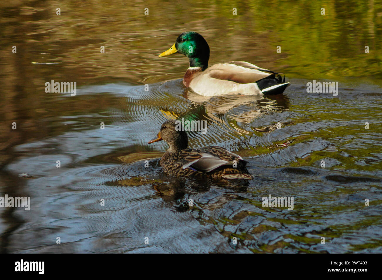 Five Rivers High Resolution Stock Photography and Images - Alamy