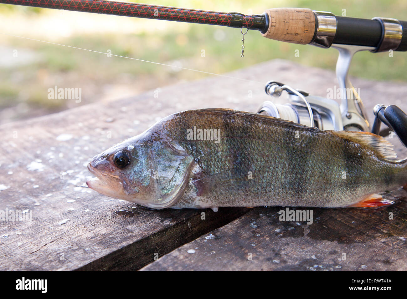 Close up view of freshwater perch and fishing rod with reel lying on ...