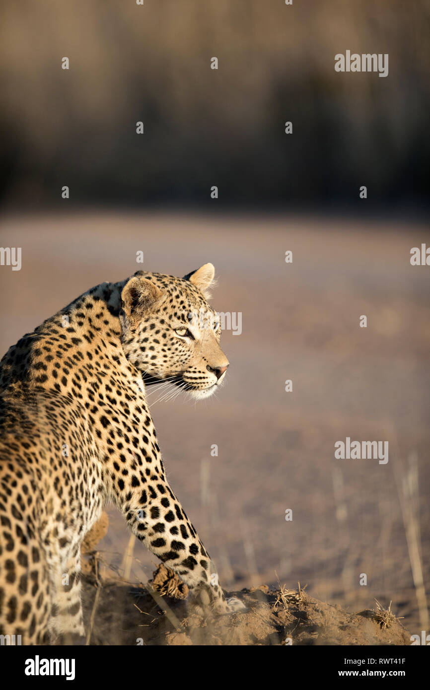 A Leopard in the golden morning light Stock Photo - Alamy