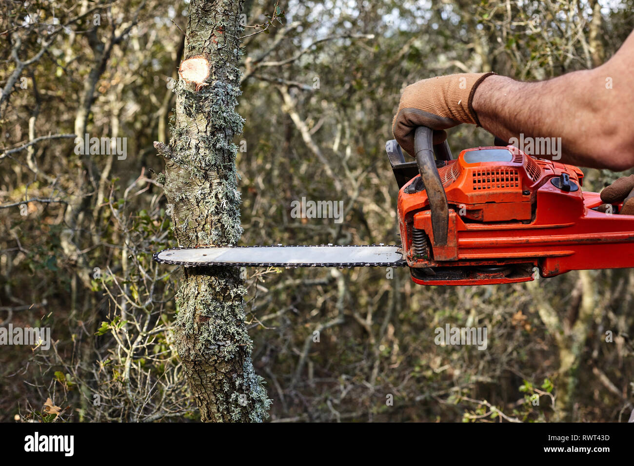 Man cutting trees using an electrical chainsaw in the forest Stock ...