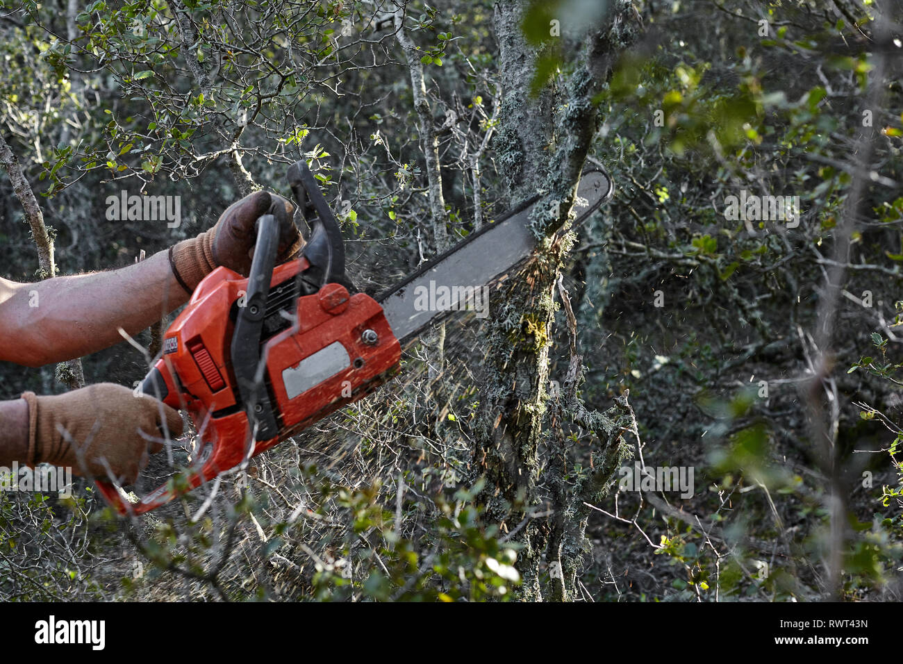 Man cutting trees in forest with chain saw hi-res stock photography and ...