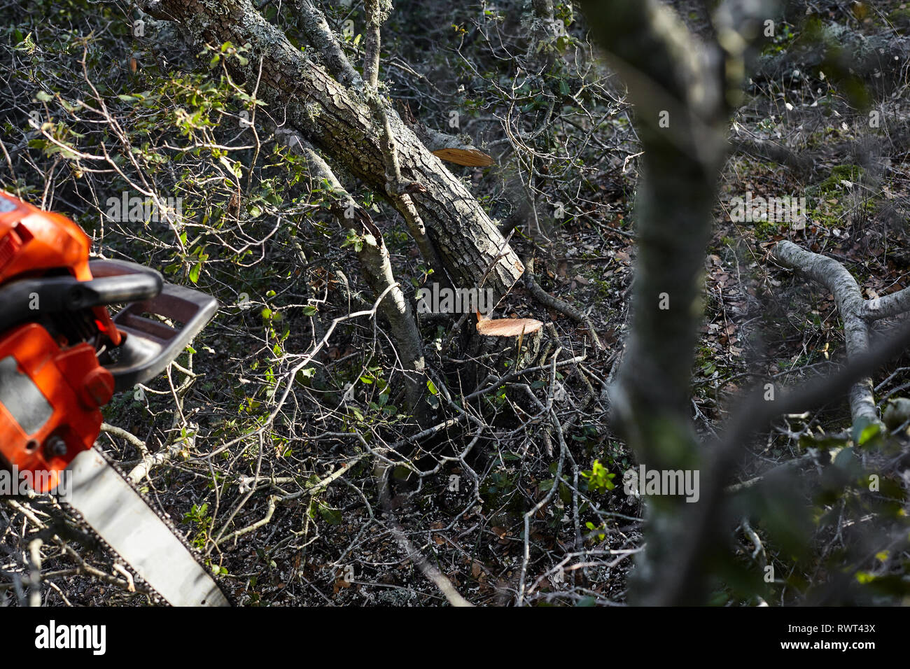 Man cutting trees using an electrical chainsaw in the forest Stock ...