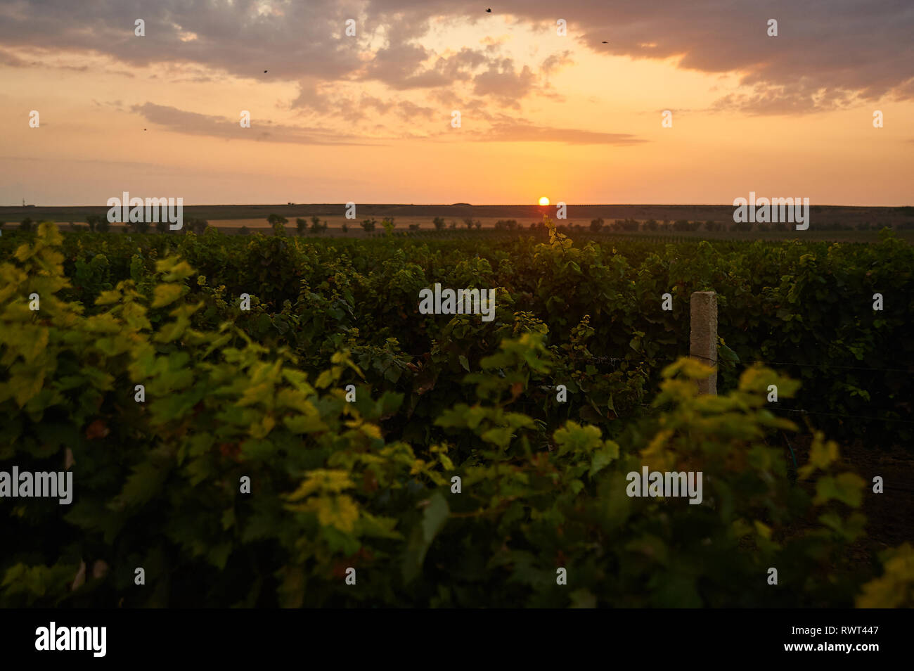 vineyard sunset landscape. Grape agriculture background with yellow sky ...