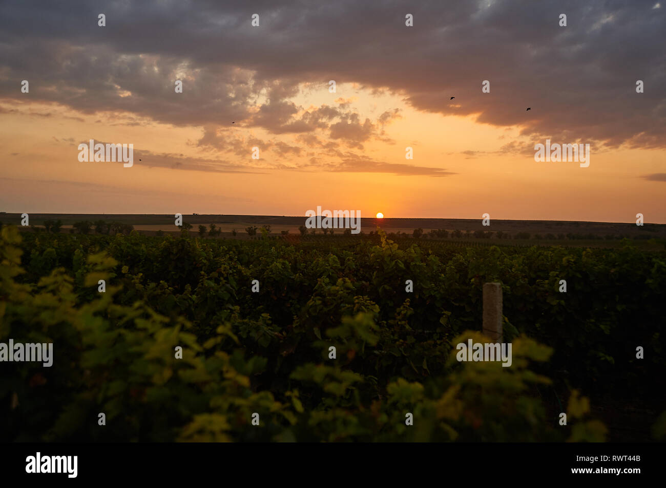 vineyard sunset landscape. Grape agriculture background with yellow sky ...