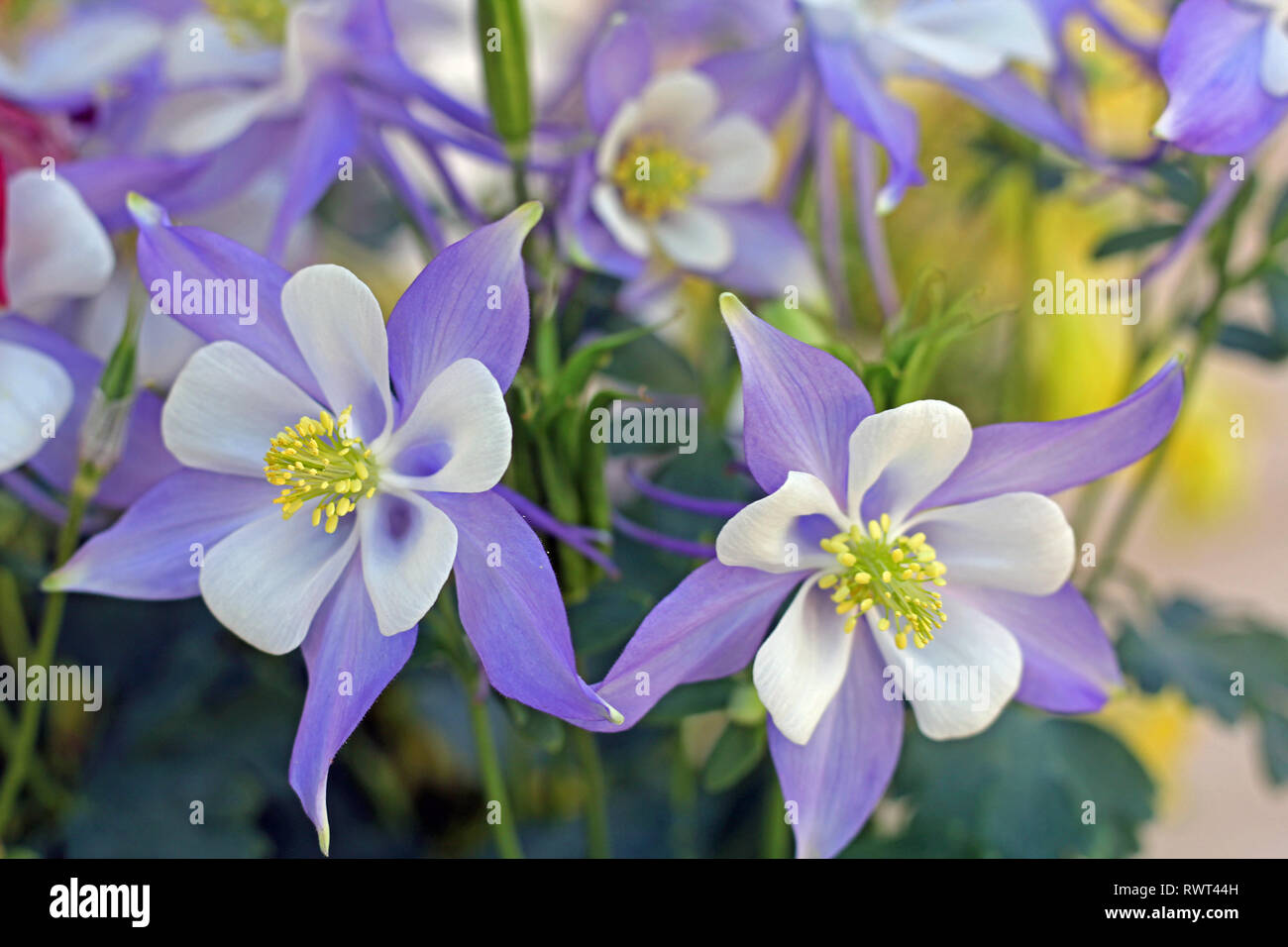 Cardinal purple flowers hi-res stock photography and images - Alamy
