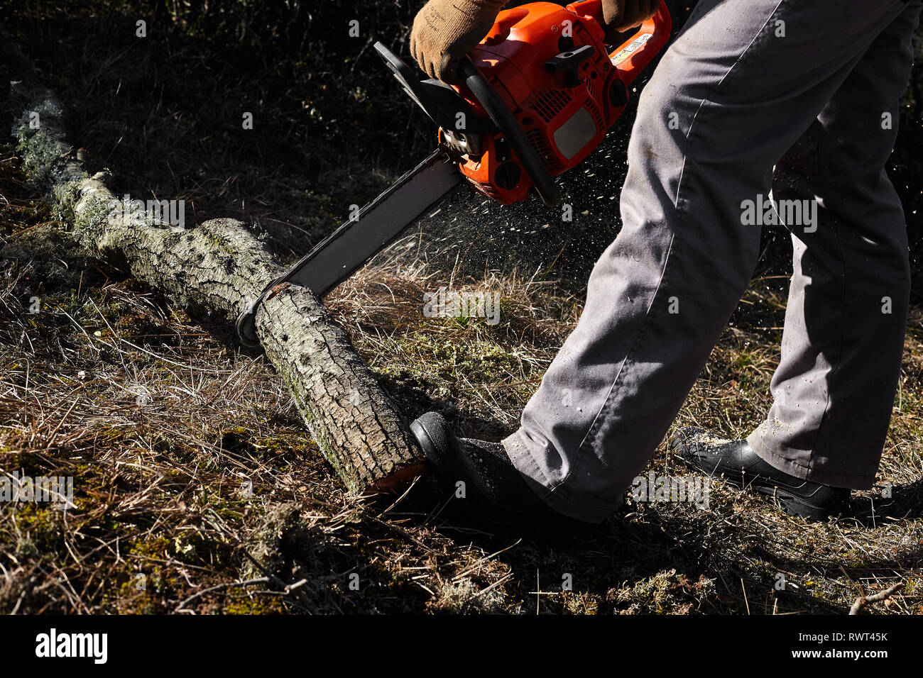 Man cutting trees using an electrical chainsaw in the forest Stock ...