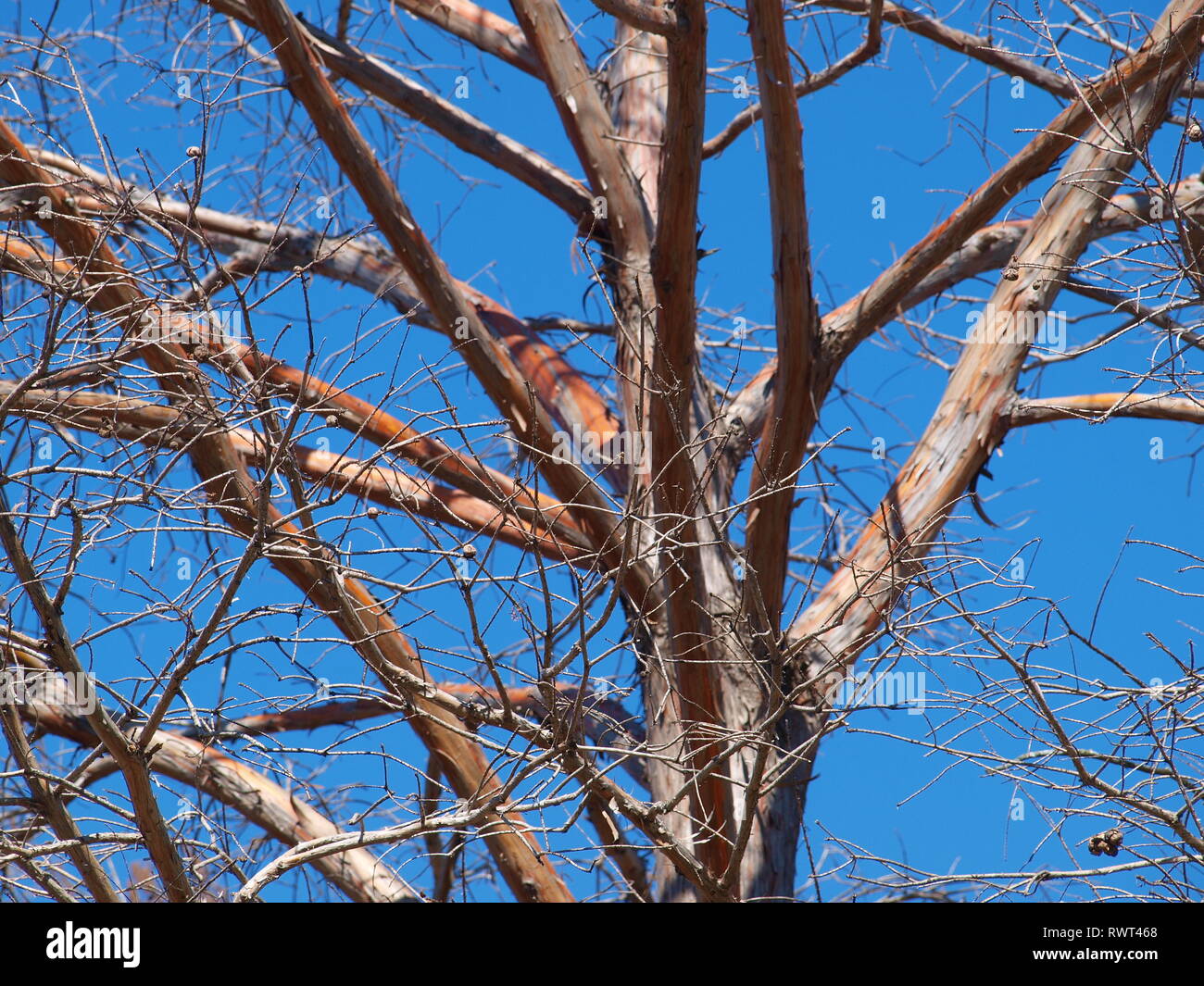 Cypress of lebanon hi-res stock photography and images - Alamy