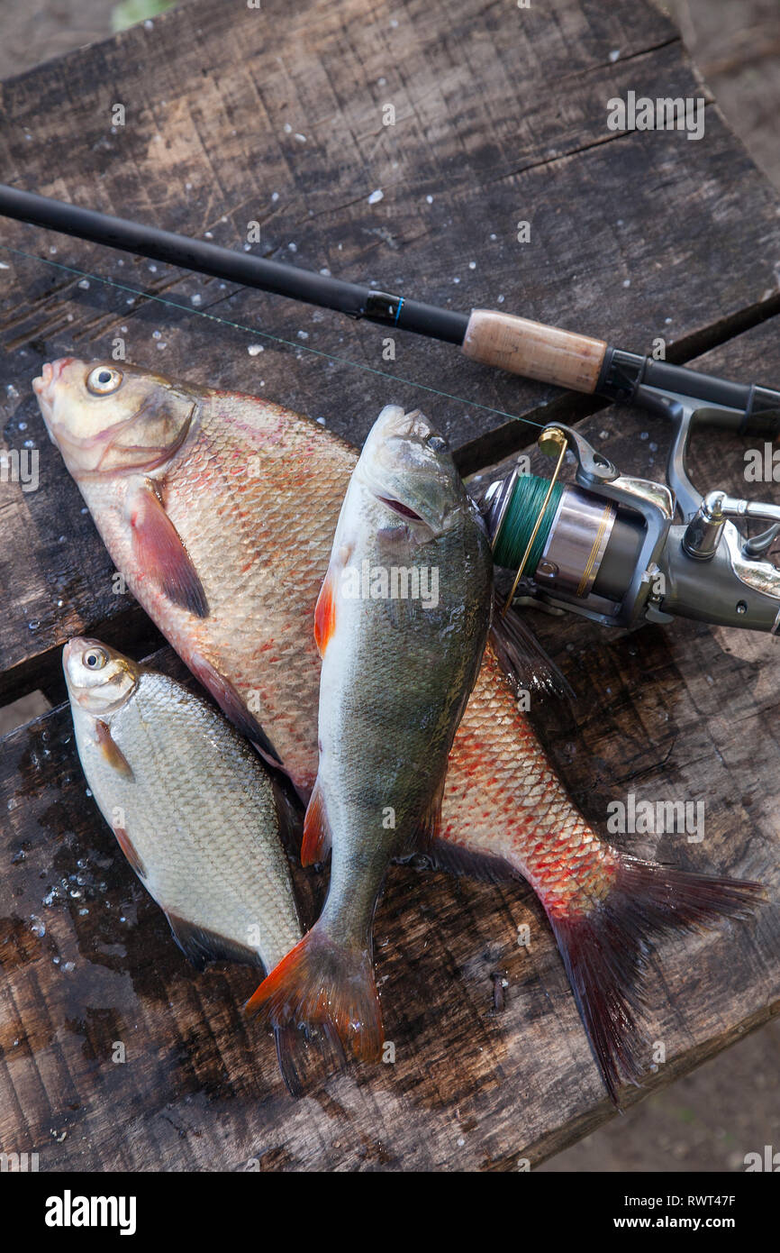 Good catch concept. Big freshwater common bream known as bronze bream ...
