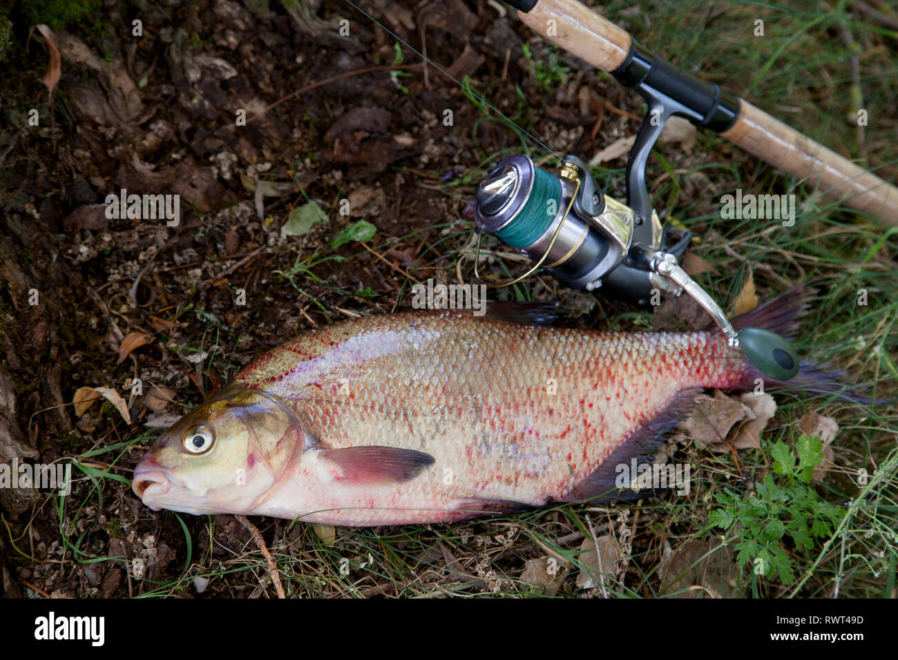 Good catch. Just taken from the water big freshwater common bream known ...