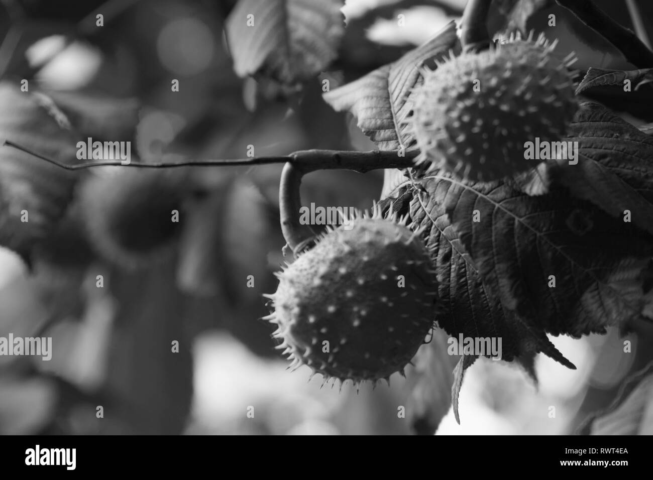 Tree green foliage on sunny Black and White Stock Photos & Images - Alamy