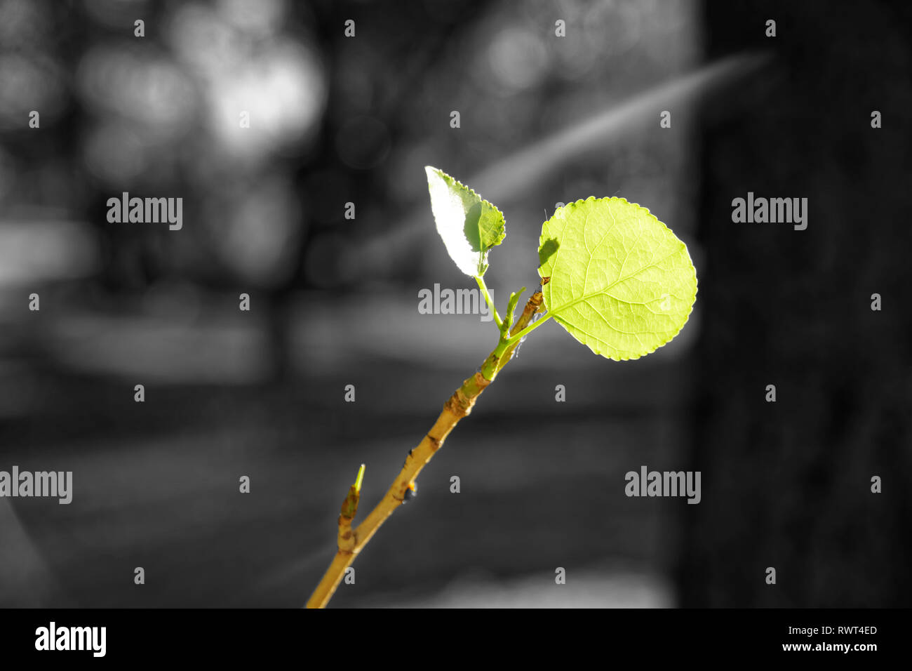 Leaves swaying in wind sunbeam hi-res stock photography and images - Alamy