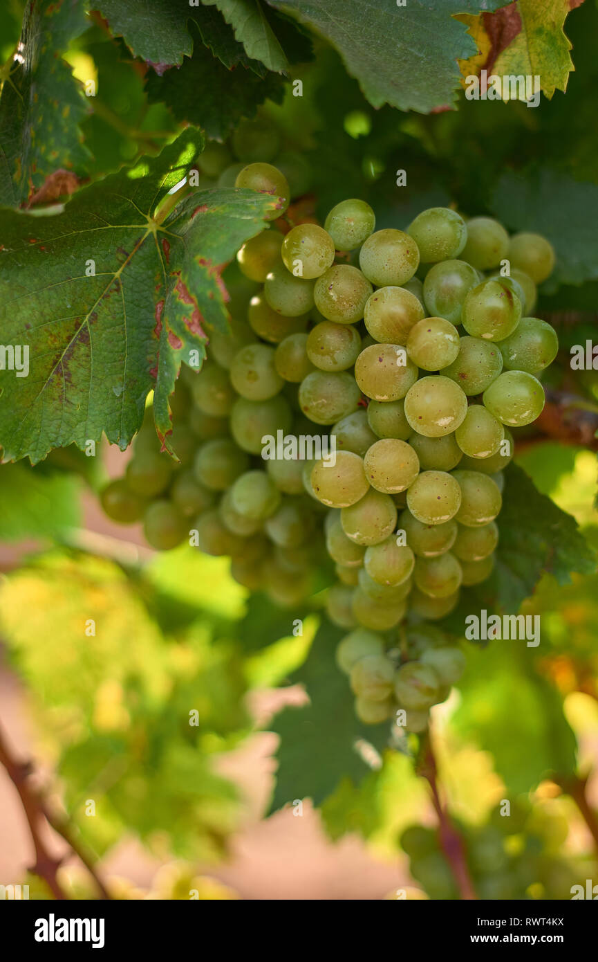 bunch of green grape at vine. outdoor country scene. harvesting season ...