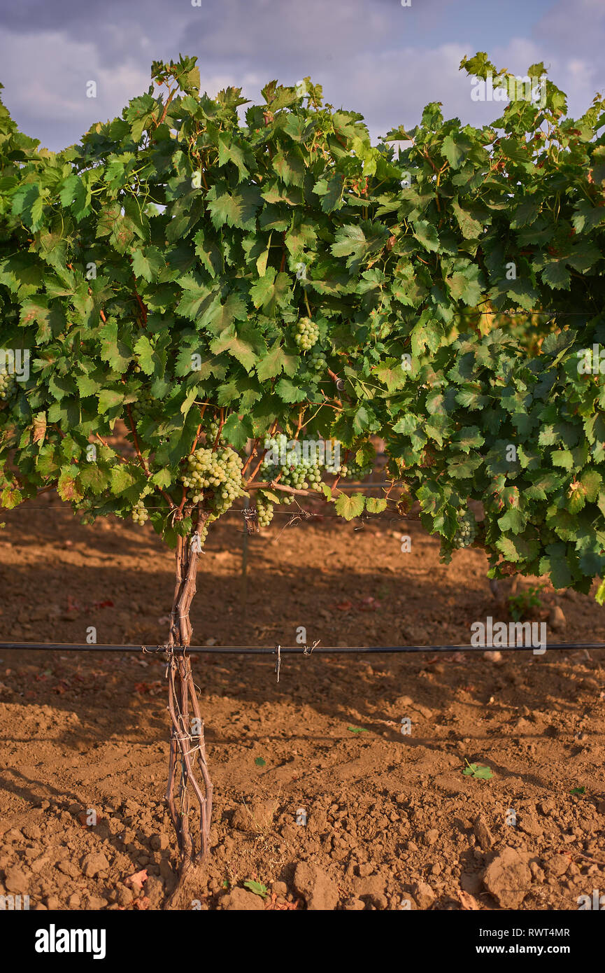 vine tree with ripe green grape bunch in vineyard. grape bush in soil ...
