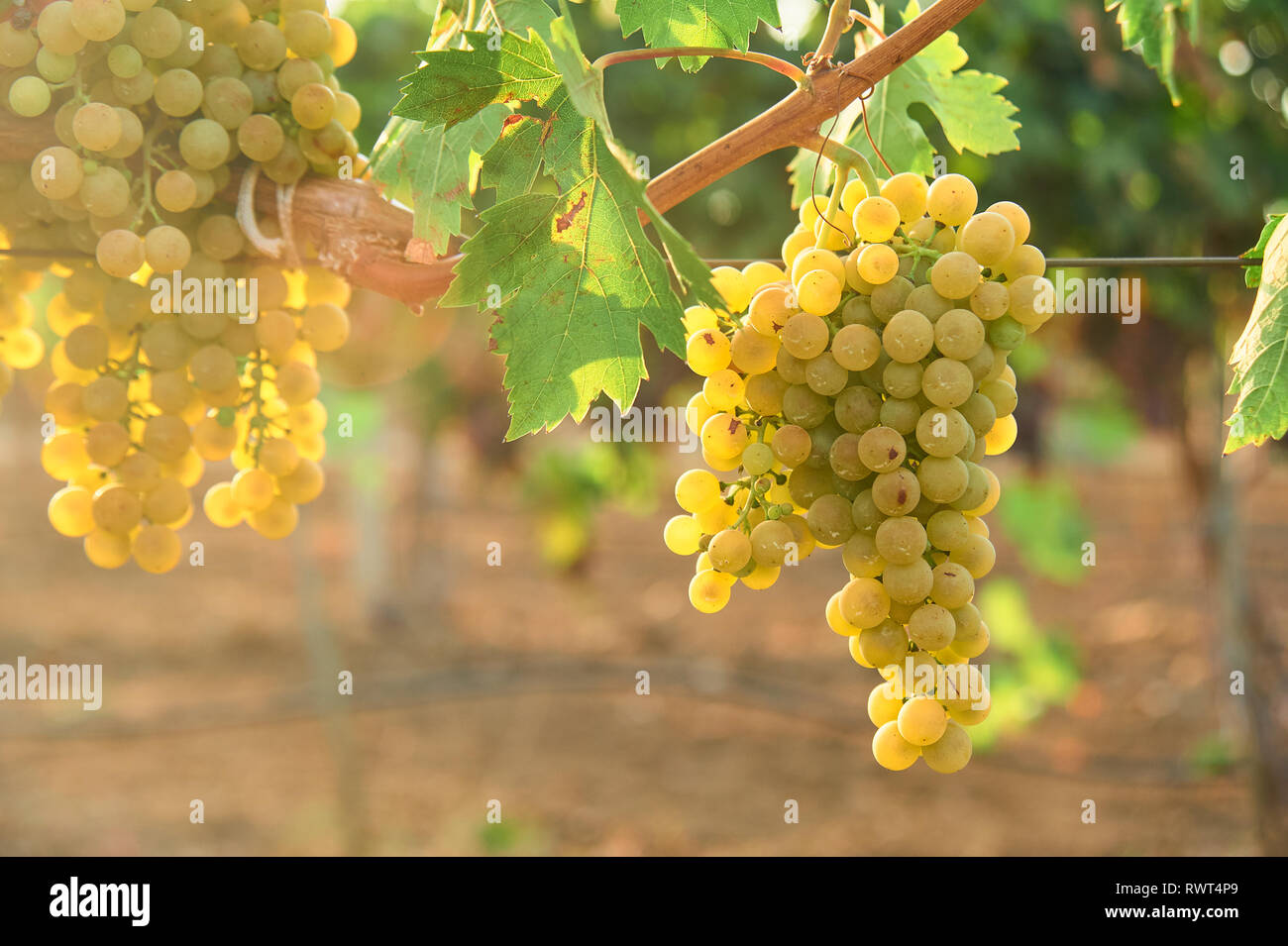 bunch of green grape at vine. outdoor country scene. harvesting season ...