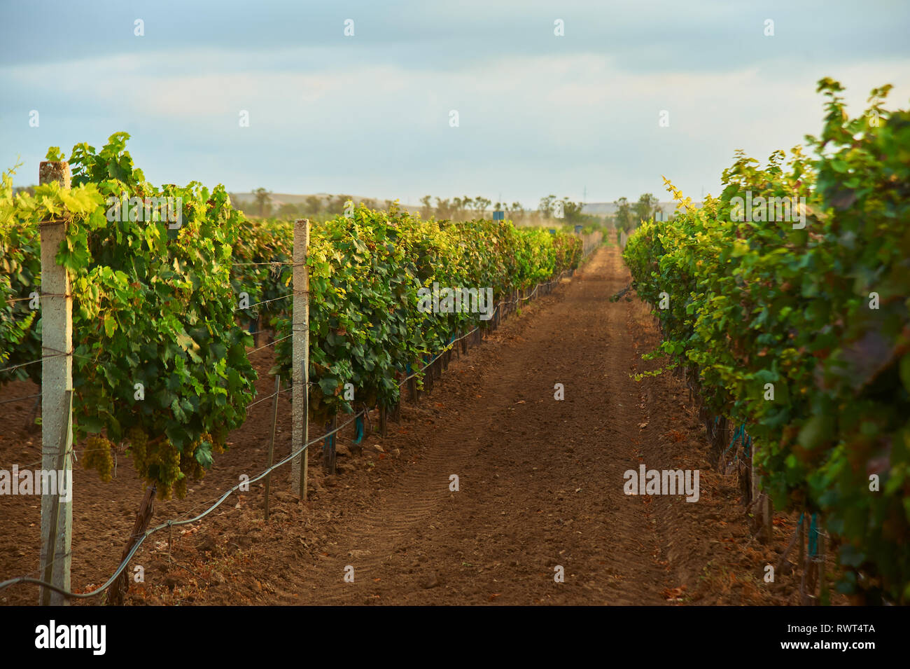 green vineyard landscape with rows of vine trees. country harvesting ...