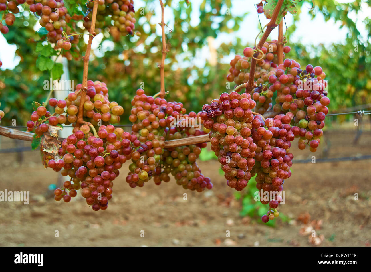 bunch of ripe red grape at vine. outdoor country scene. harvesting ...