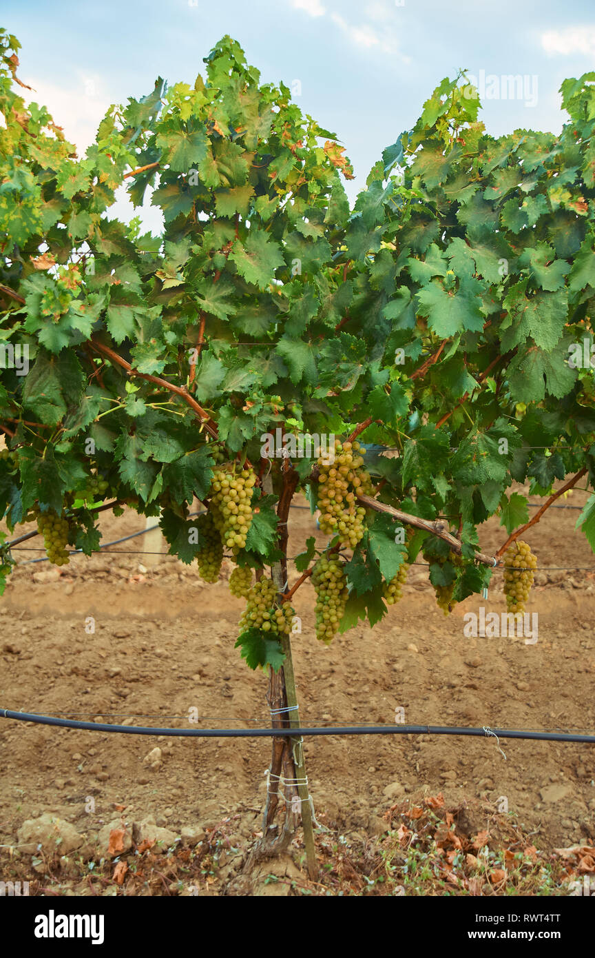 vine tree with ripe white grape bunch in vineyard. grape bush in soil ...