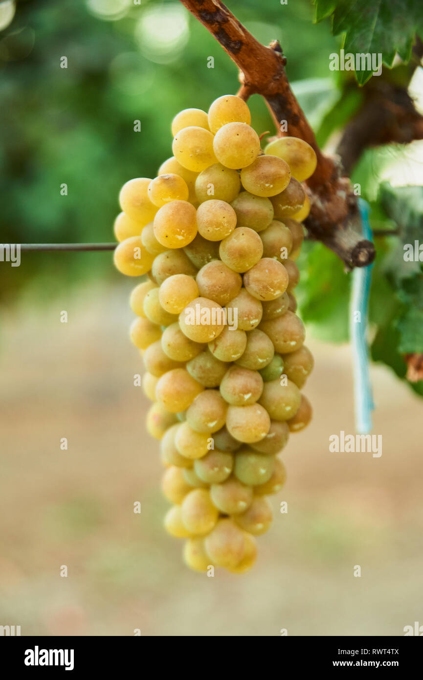 bunch of ripe yellow grape at vine. outdoor country scene. harvesting ...