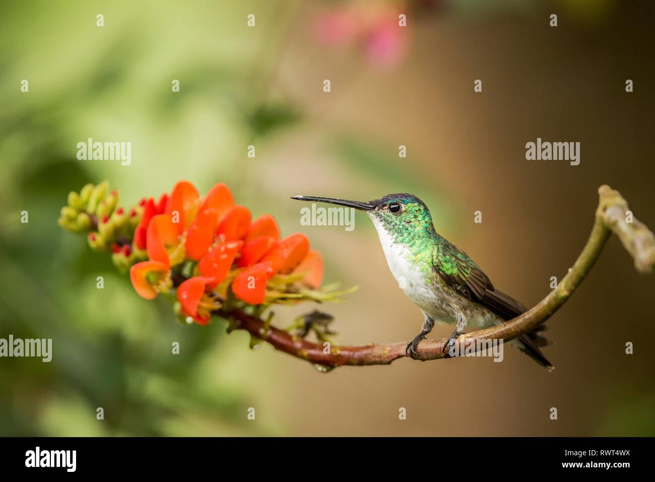 Andean emerald sitting on branch with orange flower, hummingbird from ...