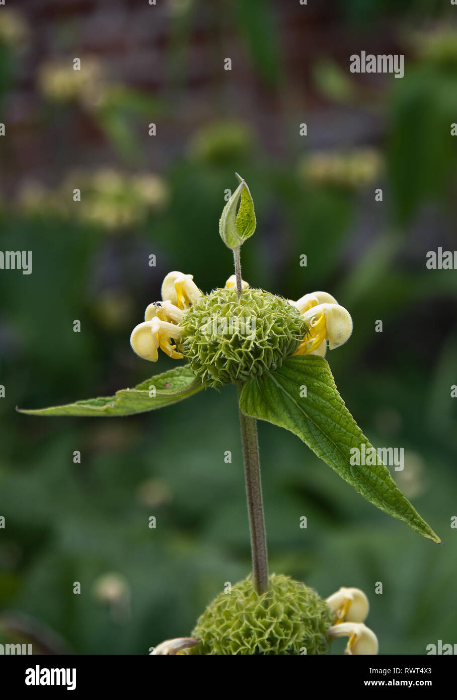 Yellow ball like flowers hi-res stock photography and images - Alamy