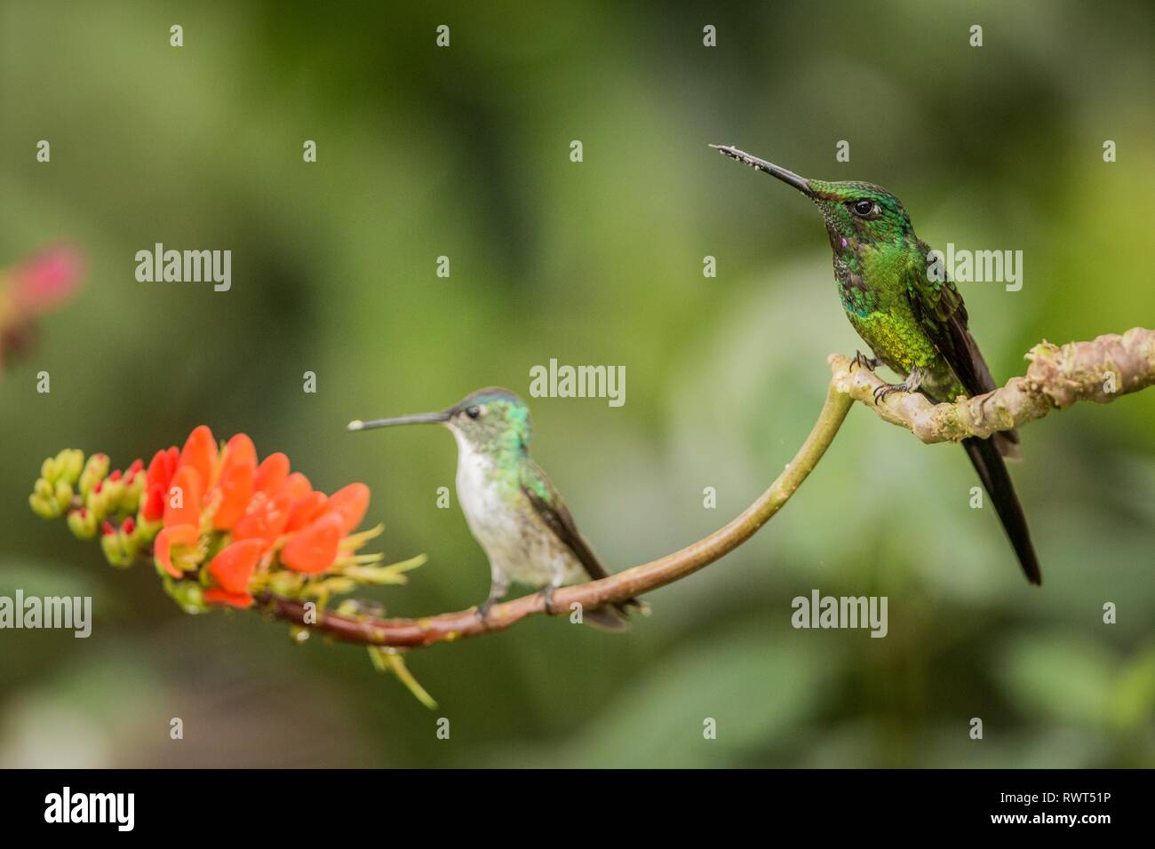 Two hummingbirds sitting on branch with orange flower, hummingbird from ...