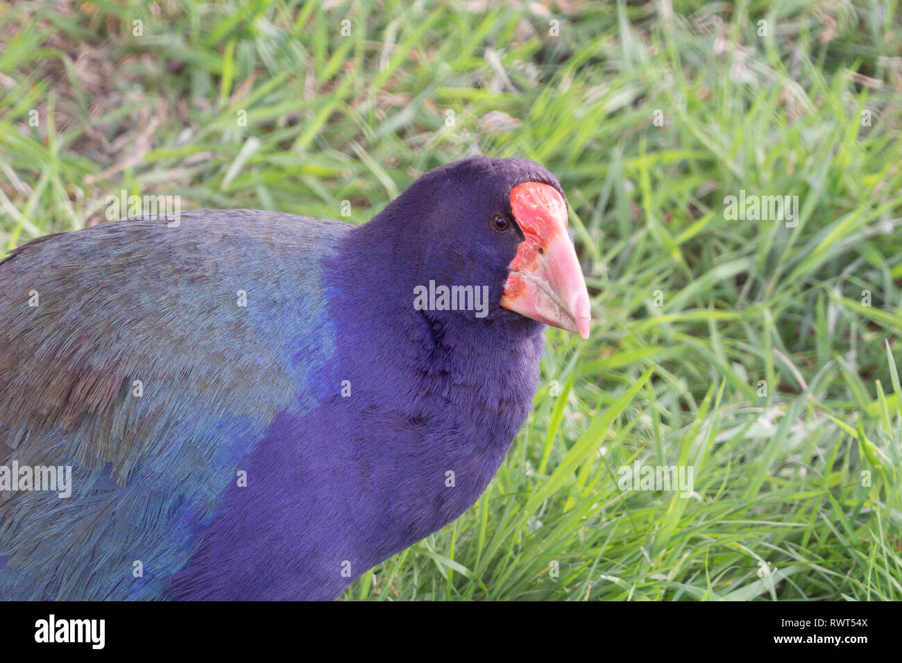 Nz native flightless bird hi-res stock photography and images - Alamy