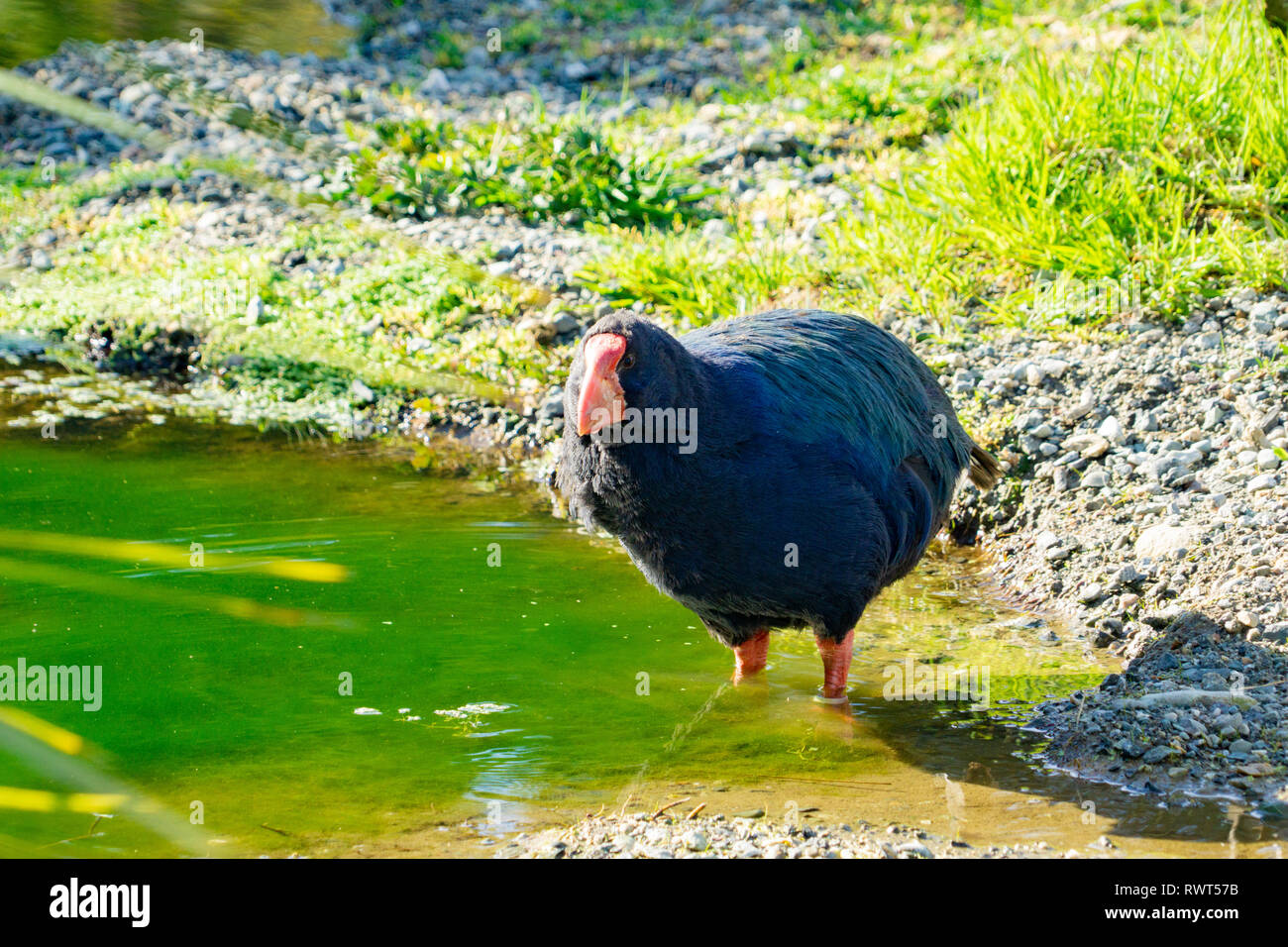Nz native flightless bird hi-res stock photography and images - Alamy