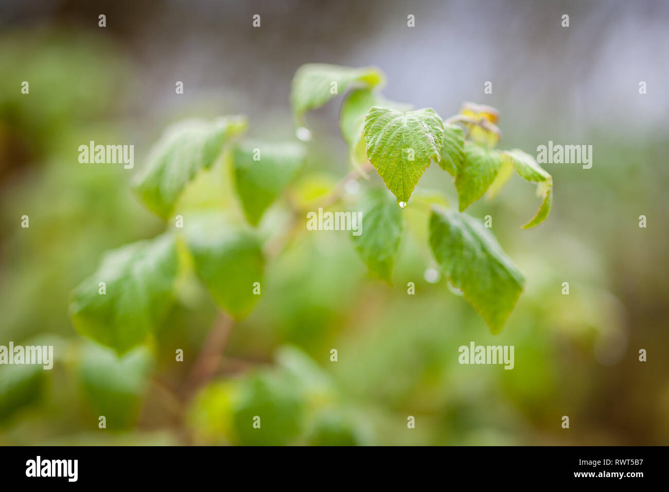 Wet bush leaves Stock Photo - Alamy