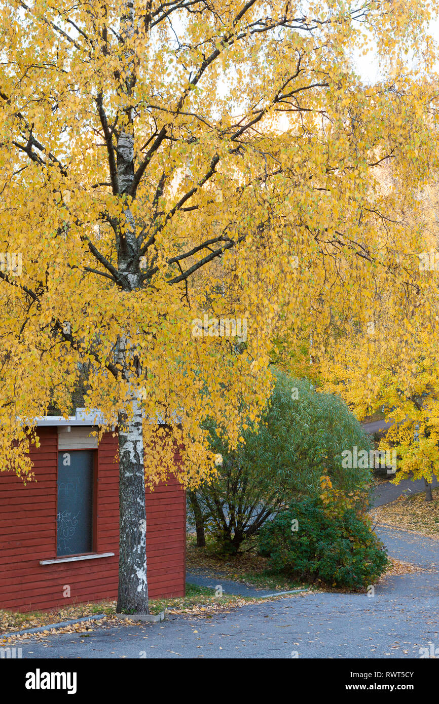 Colorful birch hi-res stock photography and images - Alamy