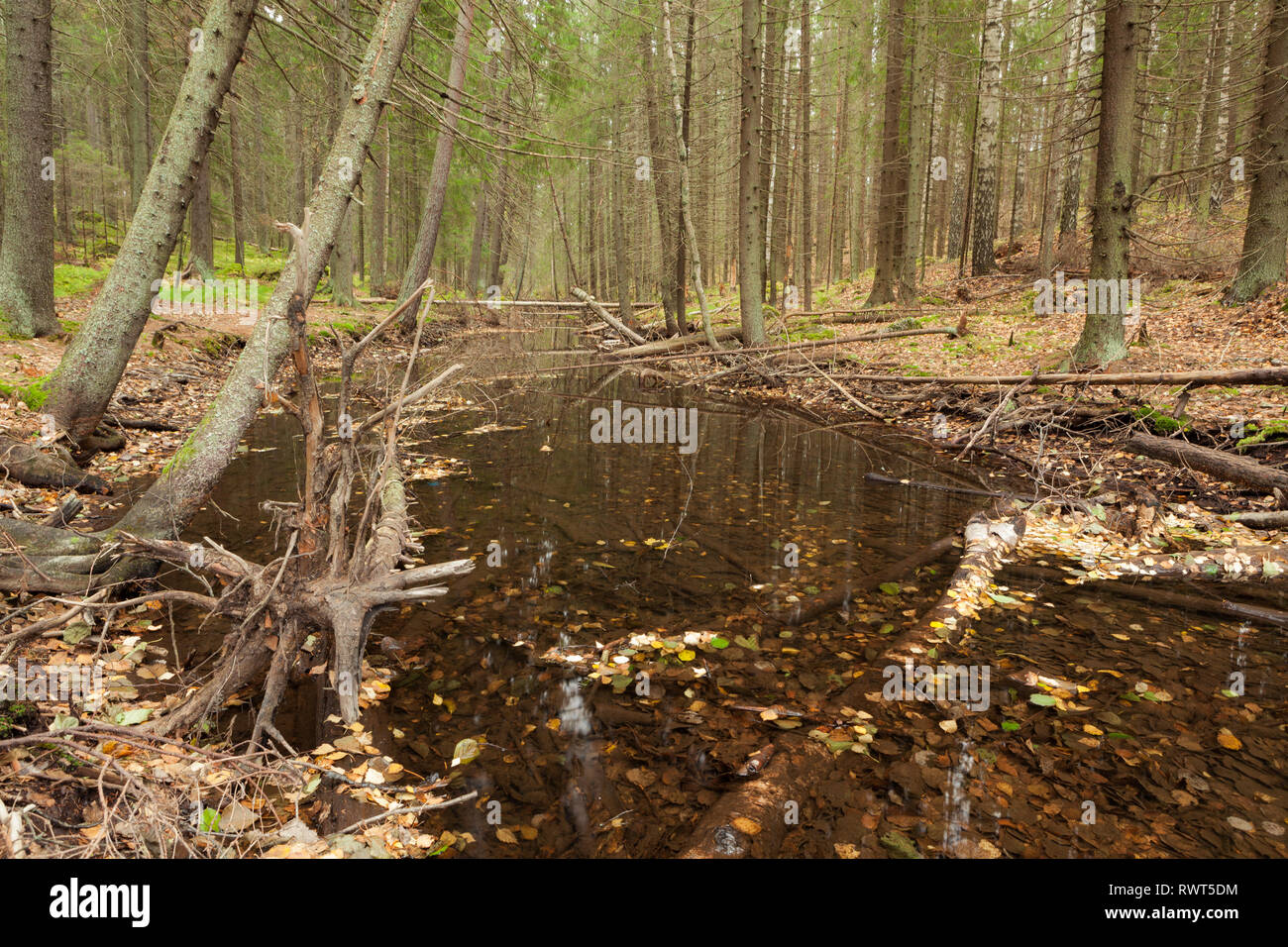 Forest reflection in water surface Stock Photo - Alamy