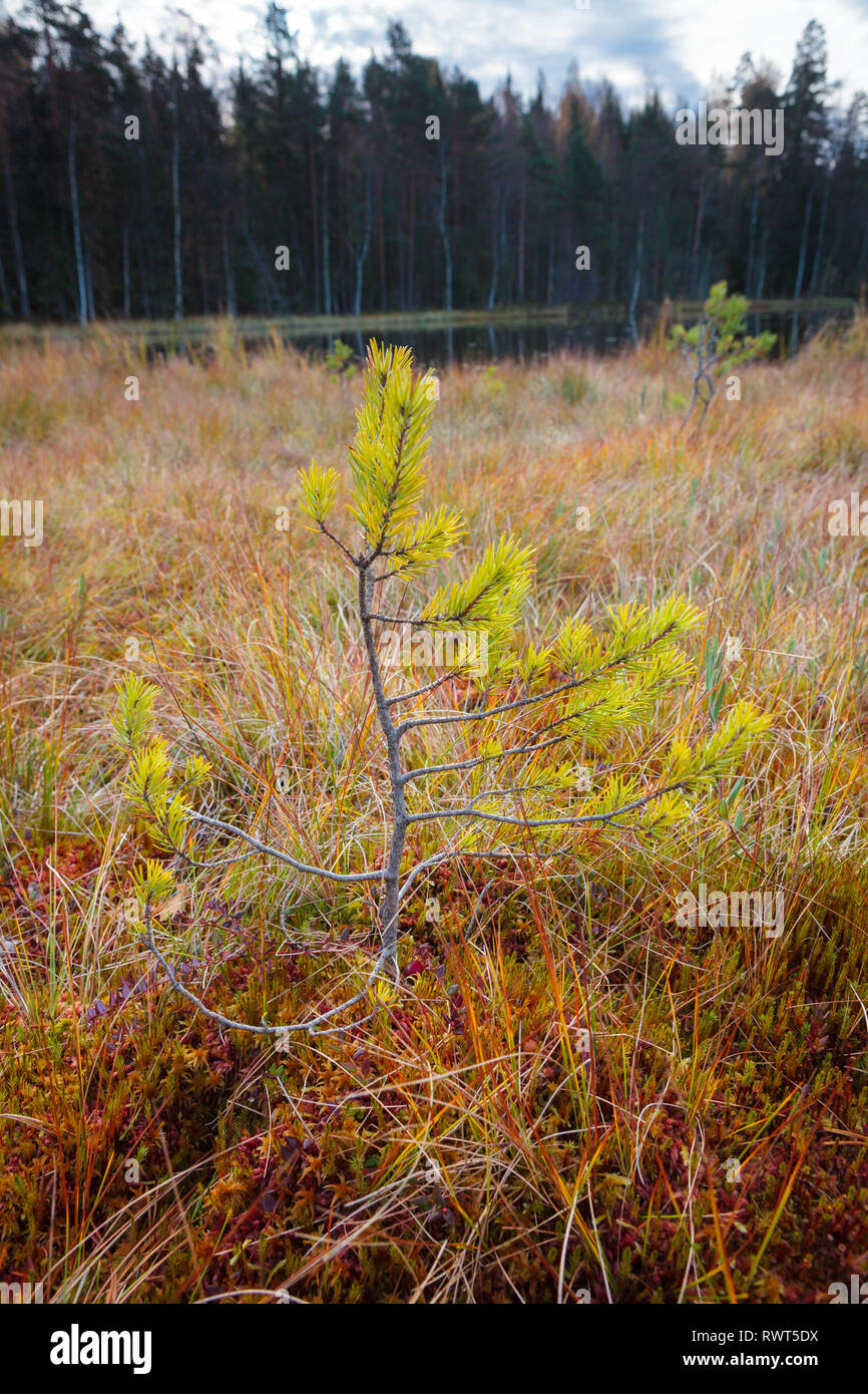Small pine growing in swamp Stock Photo - Alamy