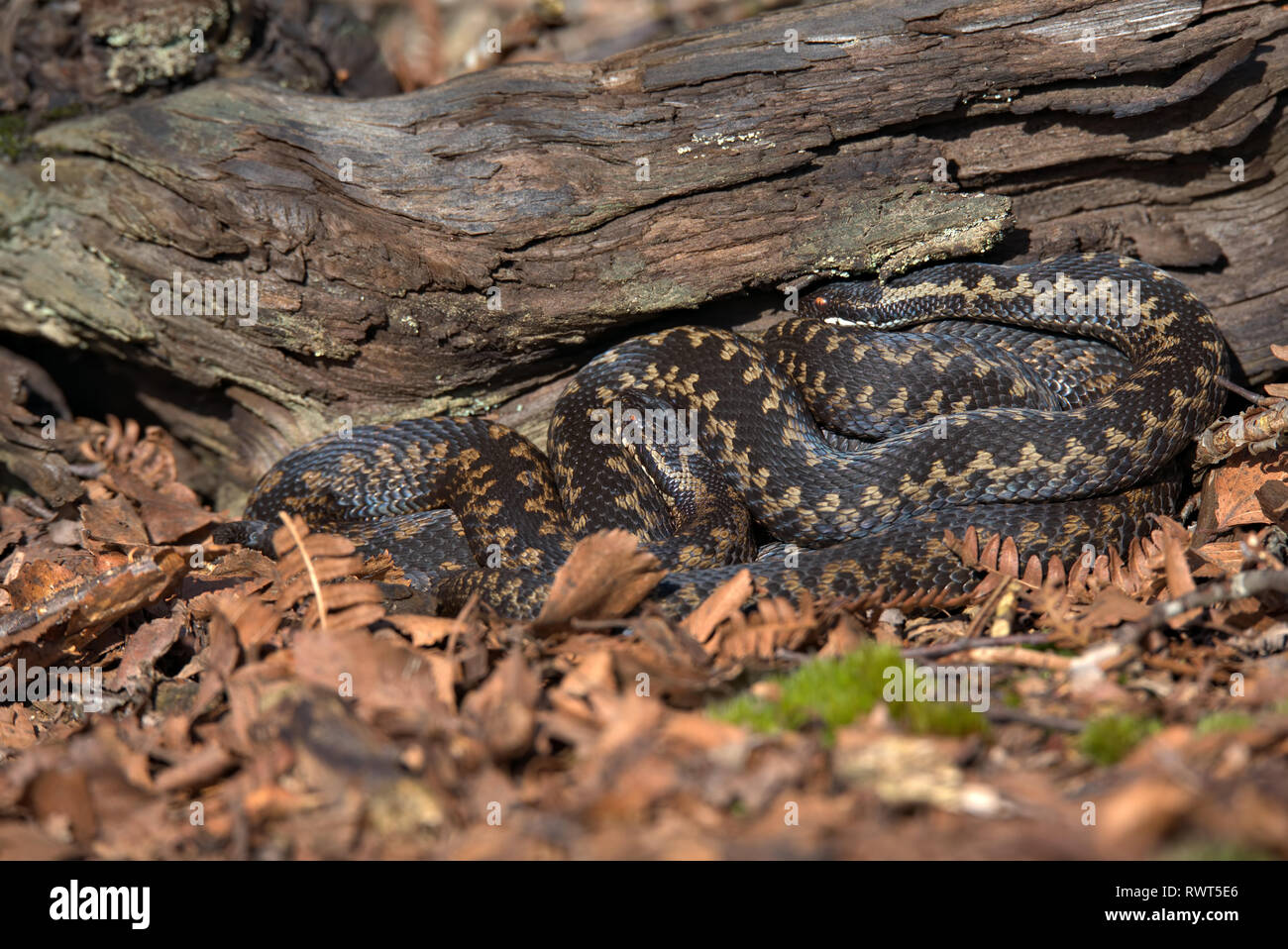 British viper european snake hi-res stock photography and images - Alamy