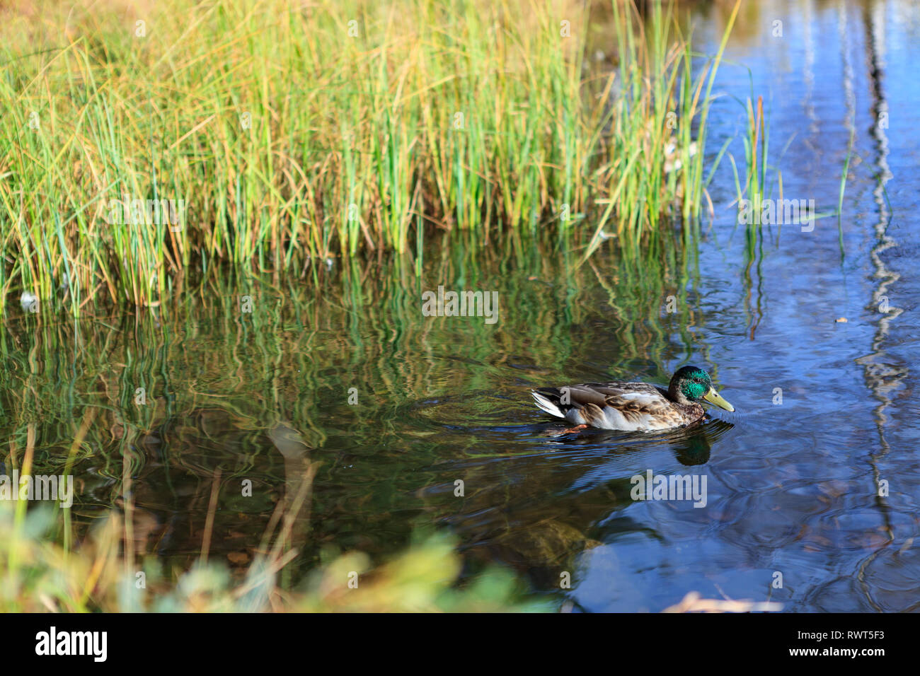 Duck swimming in water Stock Photo - Alamy