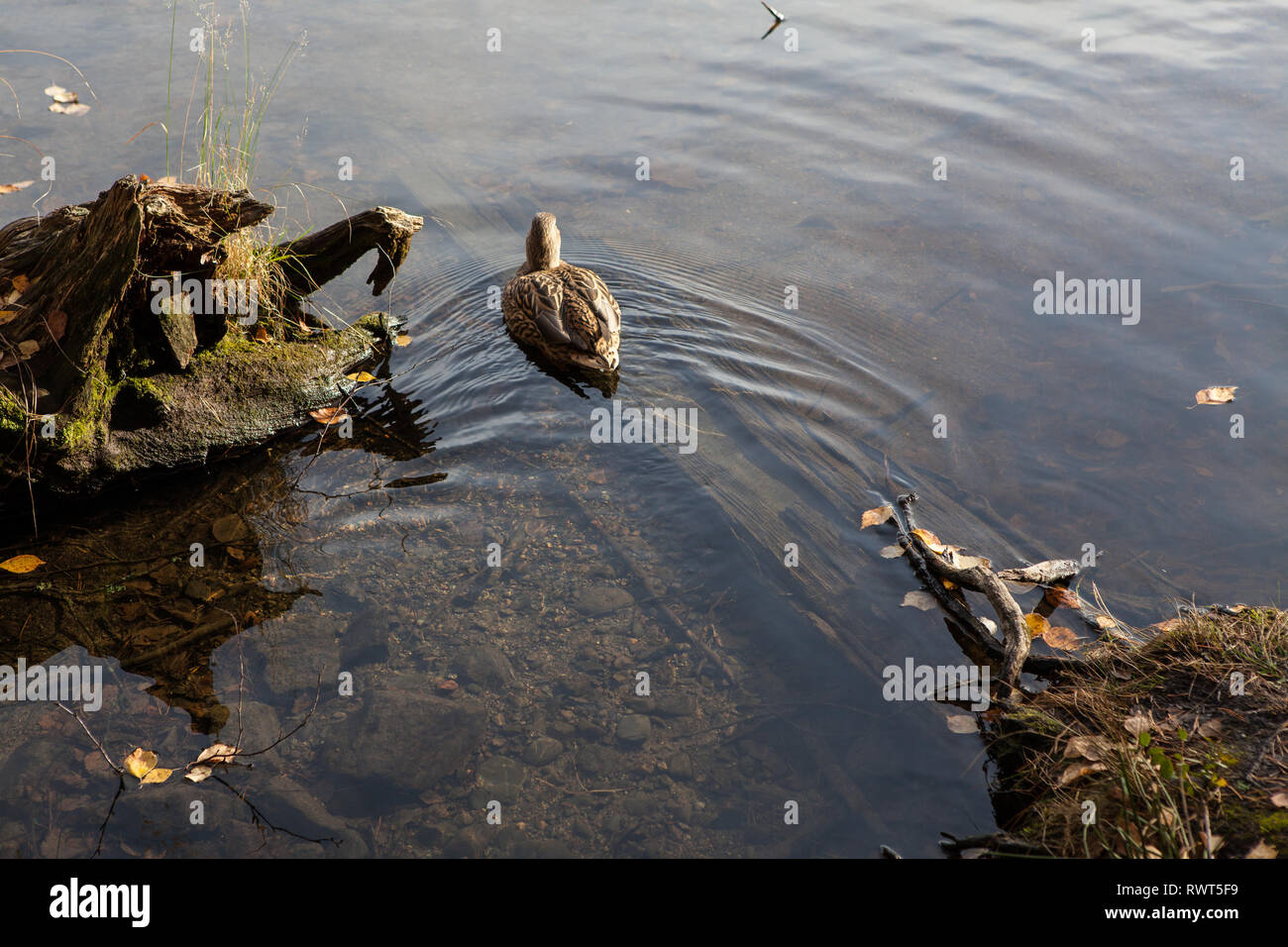 Duck swimming in water Stock Photo - Alamy