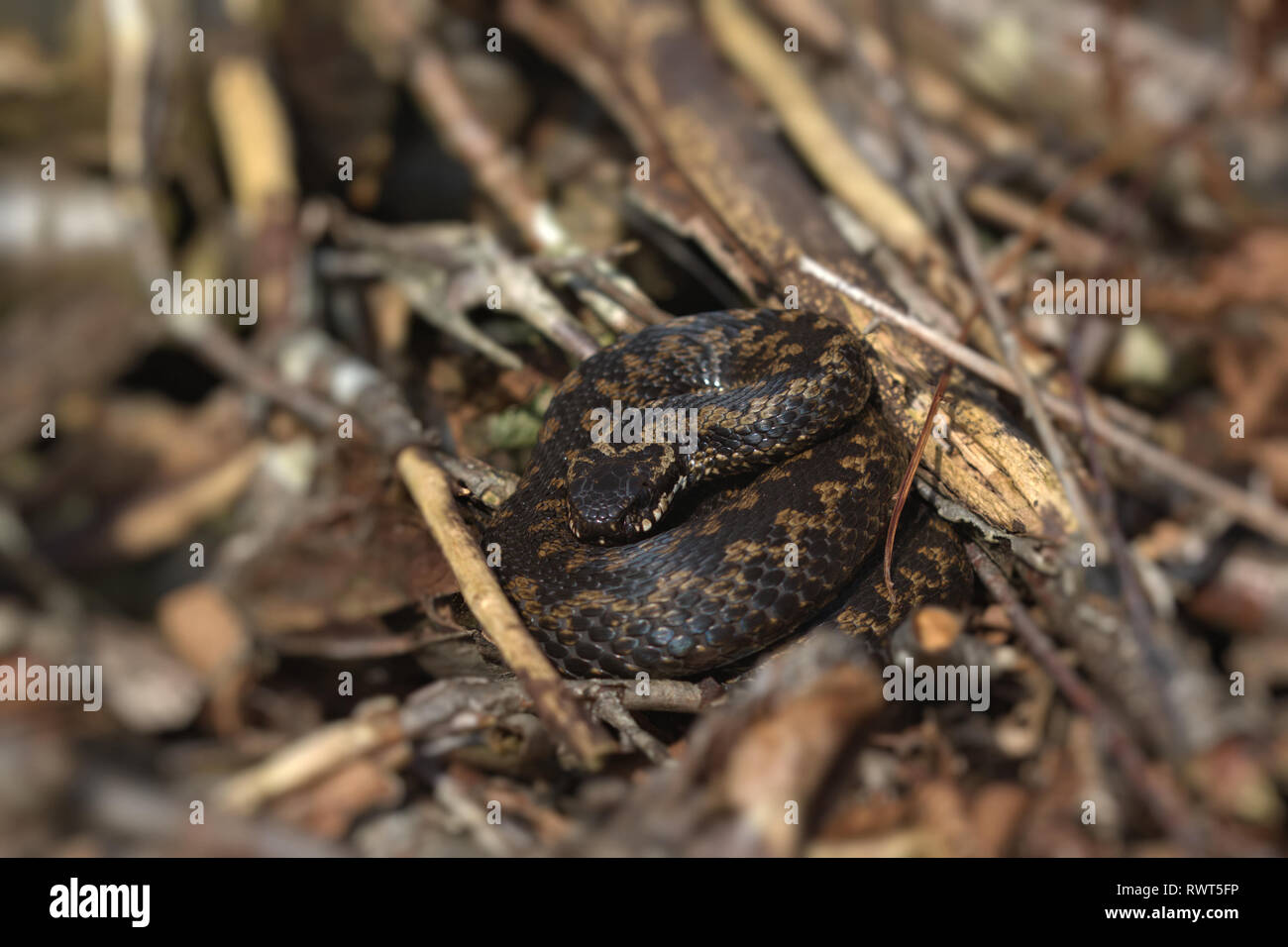 Snake and Adders Stock Photo - Alamy