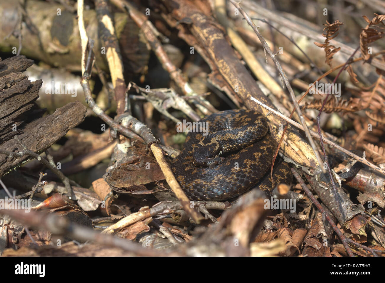 Snake and Adders Stock Photo - Alamy