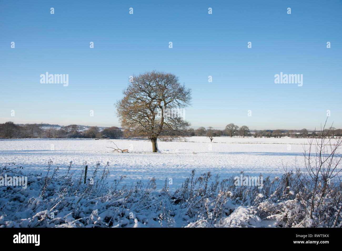 A lone leafless tree standing in a snow covered field with clear views ...