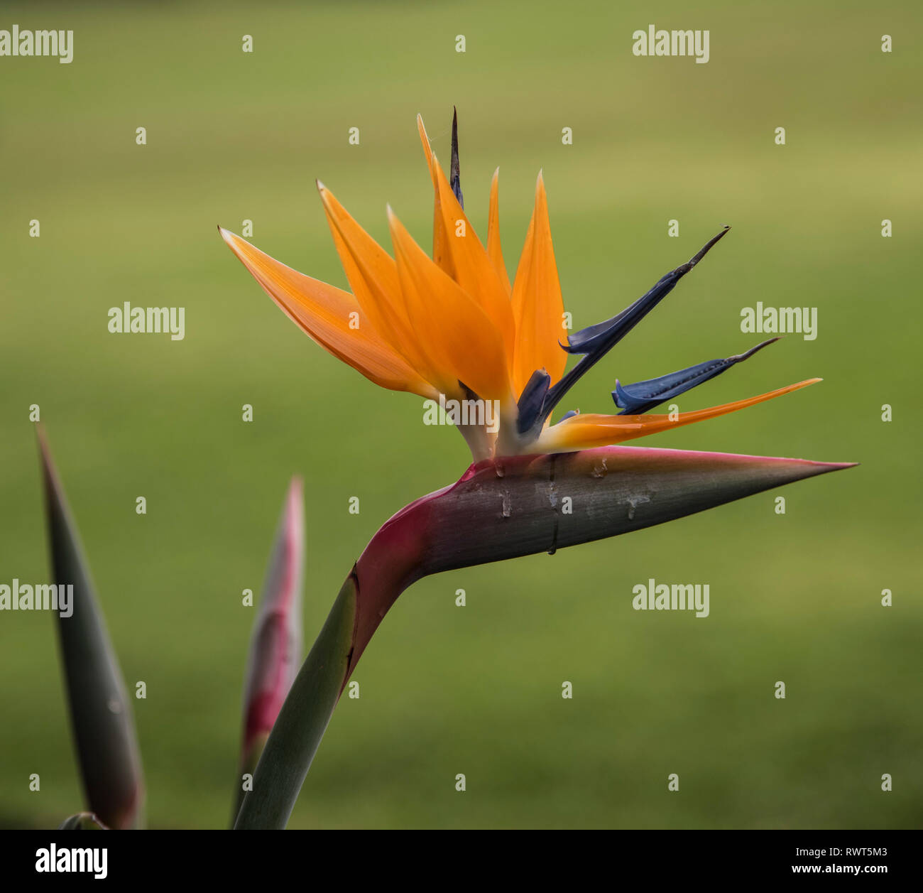 Close up of crane flower, strelitzia reginae in colourful bloom ...