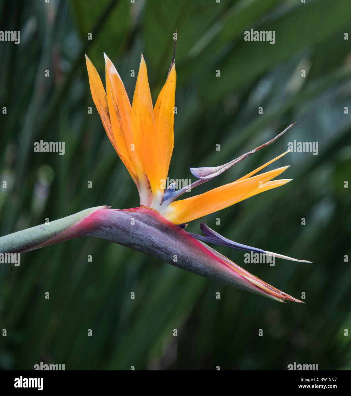 Close up of crane flower, strelitzia reginae in colourful bloom ...