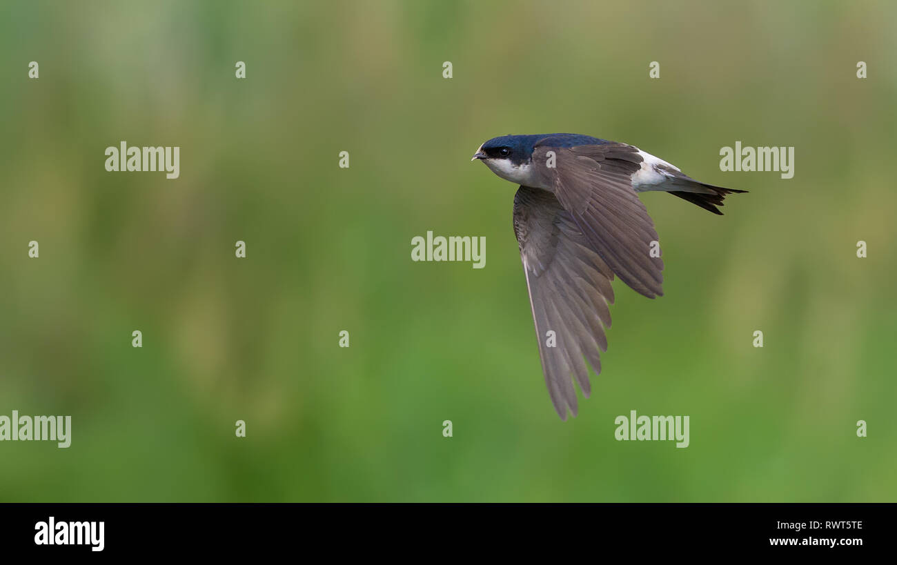 Common house martin in rapid flight over green background Stock Photo ...