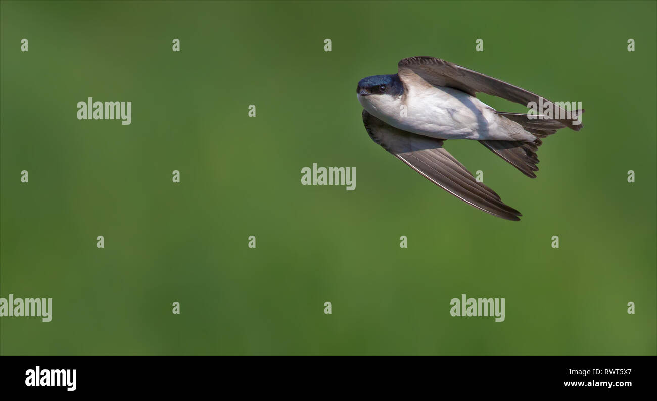 Common house martin in swift flight on green background Stock Photo - Alamy