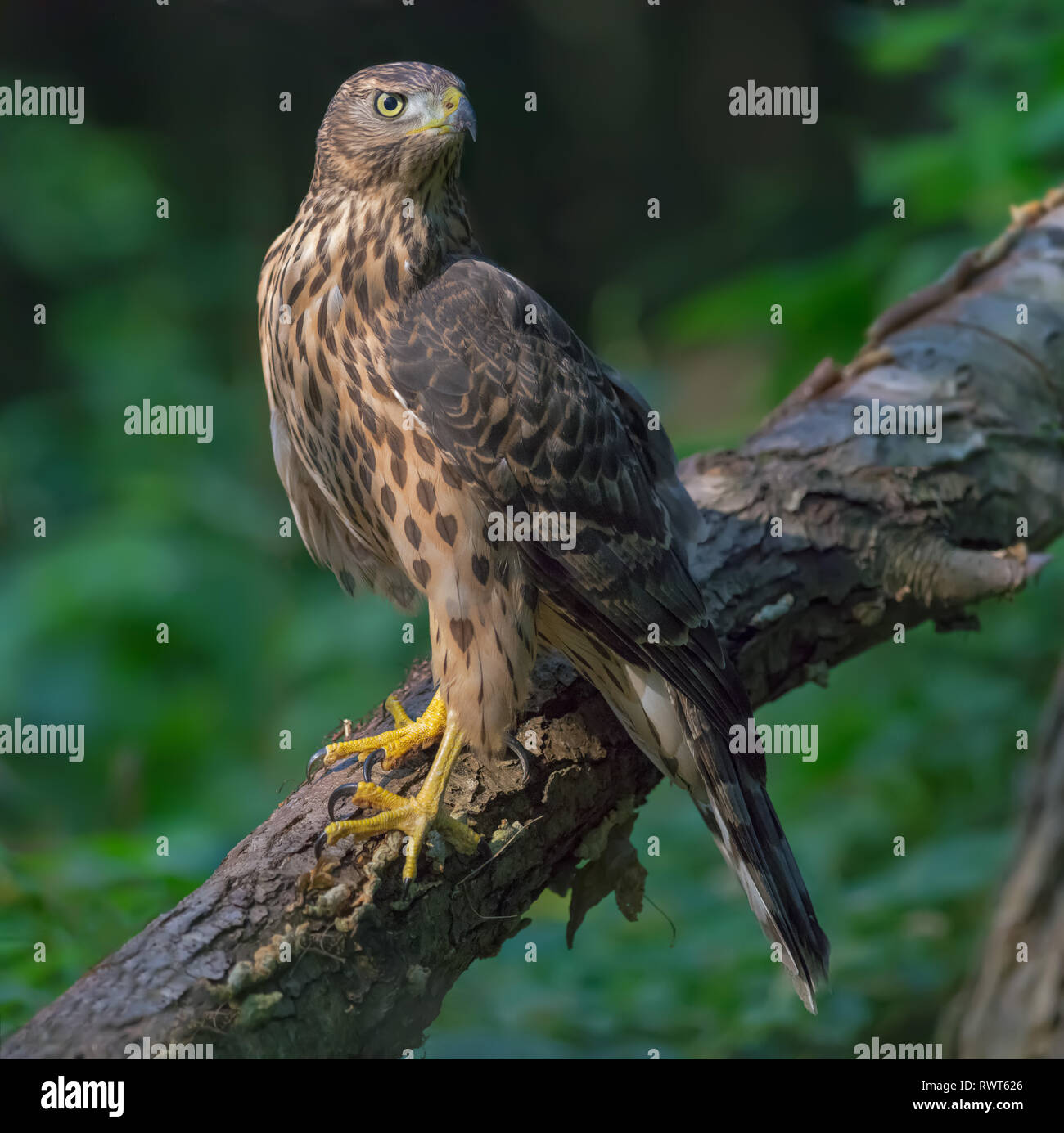 Young northern goshawk hi-res stock photography and images - Alamy