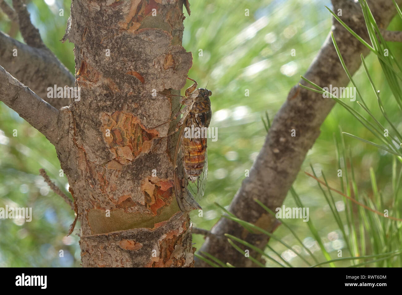 Cicadoidea hi-res stock photography and images - Alamy