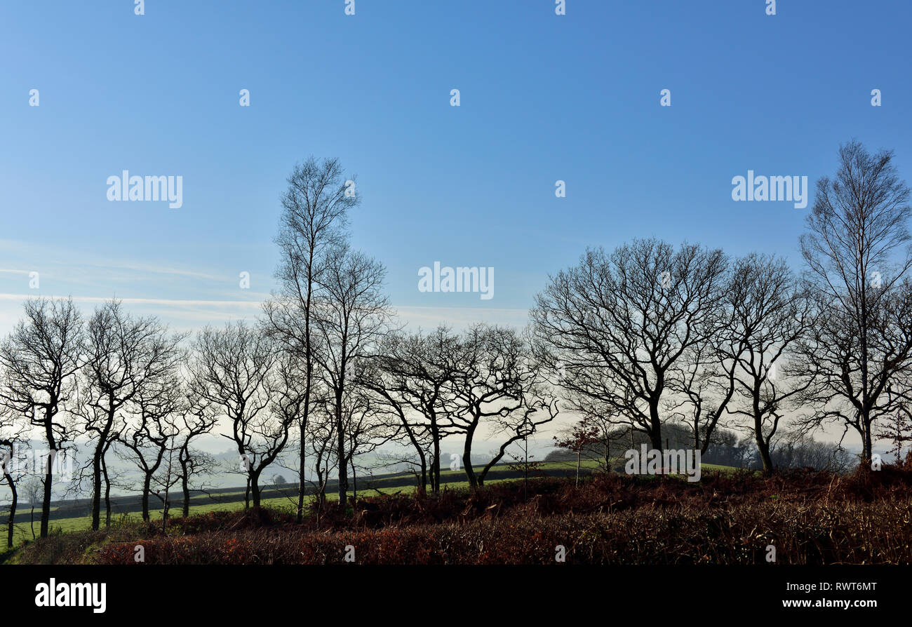 Row of bare winter trees against blue sky and distant Devon countryside ...