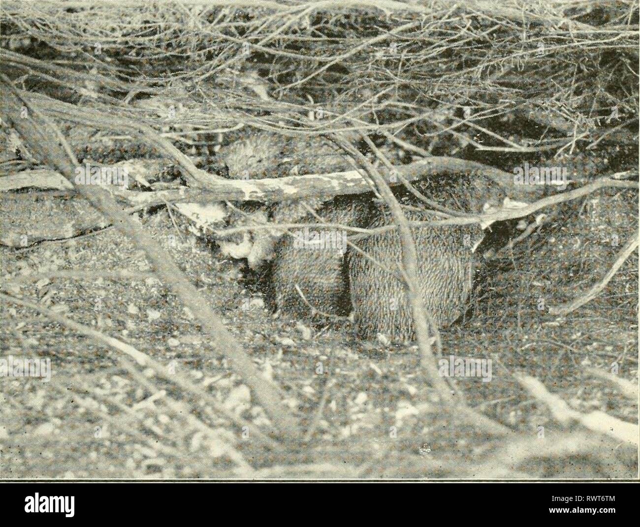 The Emu official organ Stock Photo - Alamy
