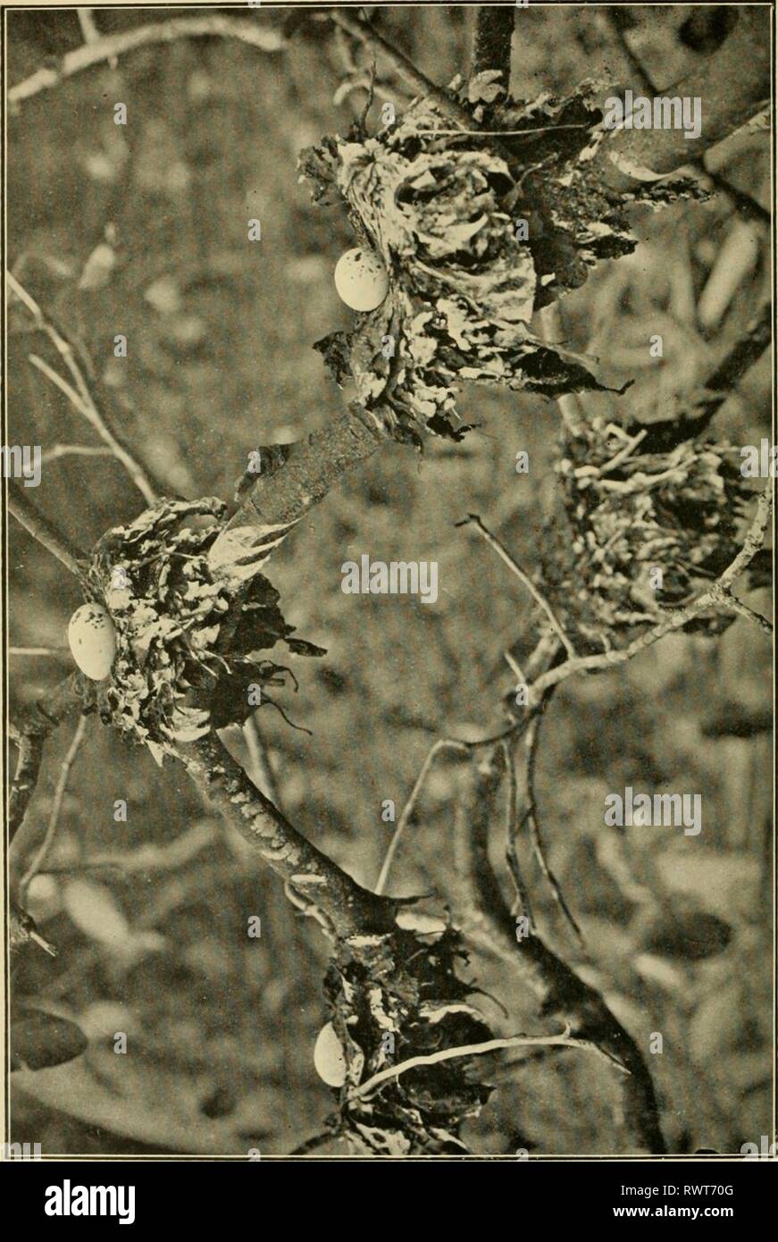 The Emu official organ Stock Photo - Alamy