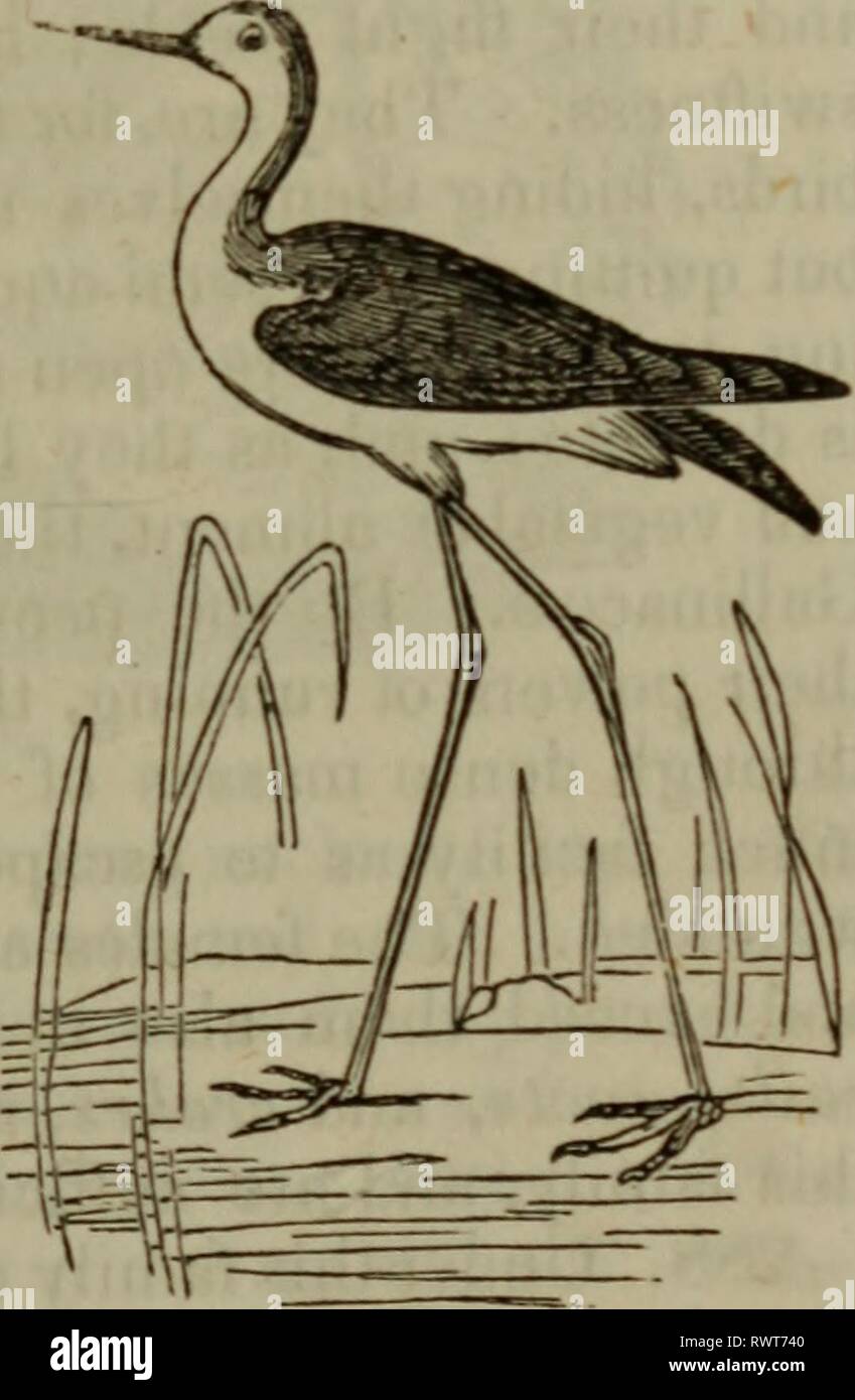 Elements of zoology, or, Natural Stock Photo - Alamy