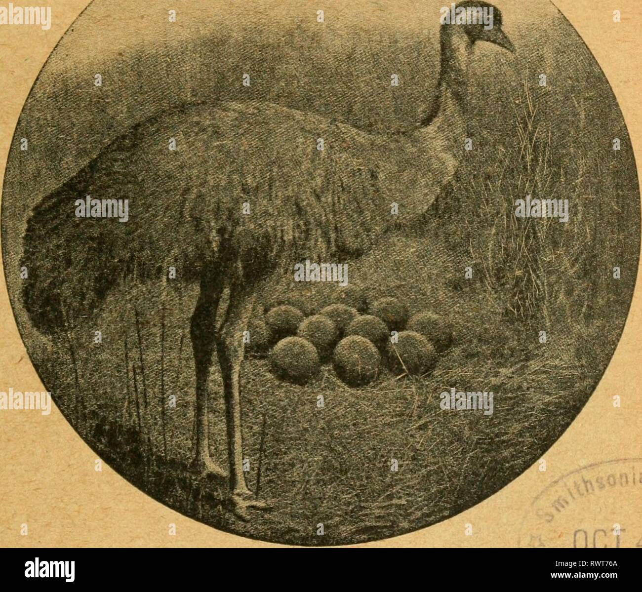 The Emu official organ Stock Photo - Alamy