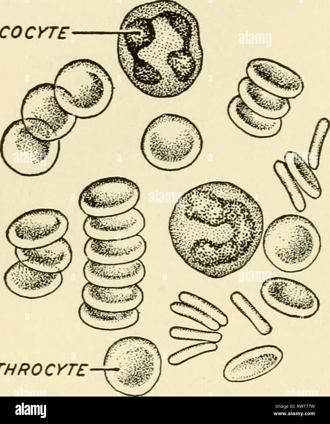 Elements of biology, with special Stock Photo - Alamy